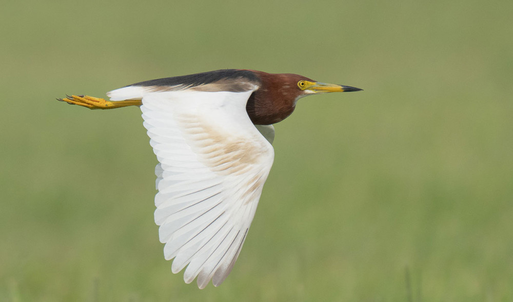 शुक्लाफाँटामा भेटिए चिनियाँ बकुल्ला