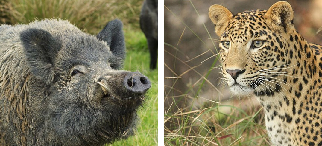 अछाम र दार्चुलामा जङ्गली जनावरको आक्रमणमा परेर २ जना घाइते